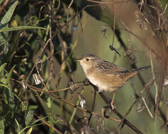eBird - Discover a new world of birding...