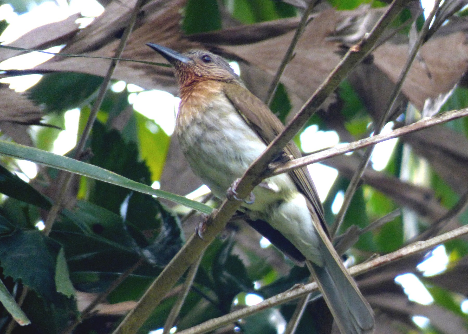 Philippine Bulbul - eBird