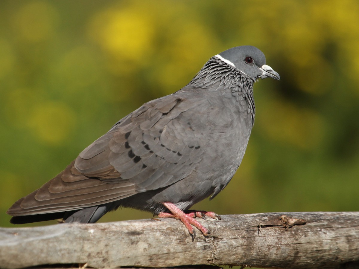 White-collared Pigeon - Columba albitorques - Birds of the World