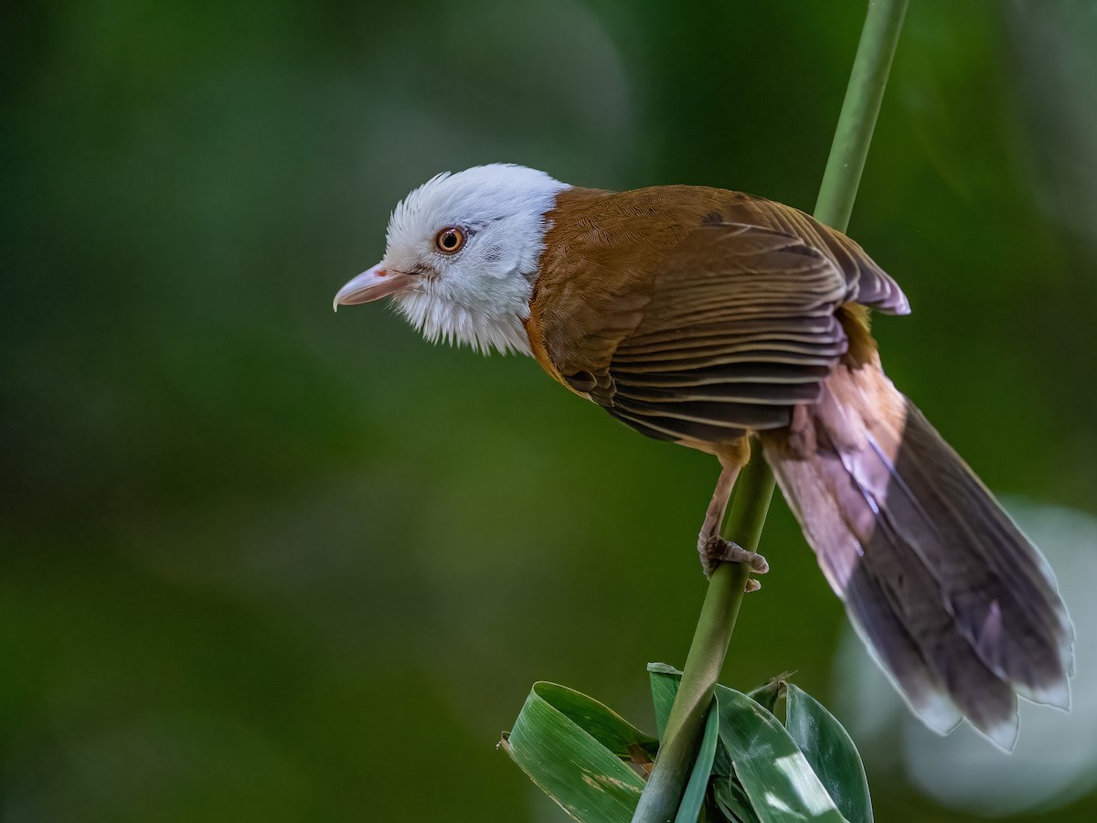 Collared Babbler - Gampsorhynchus torquatus - Birds of the World