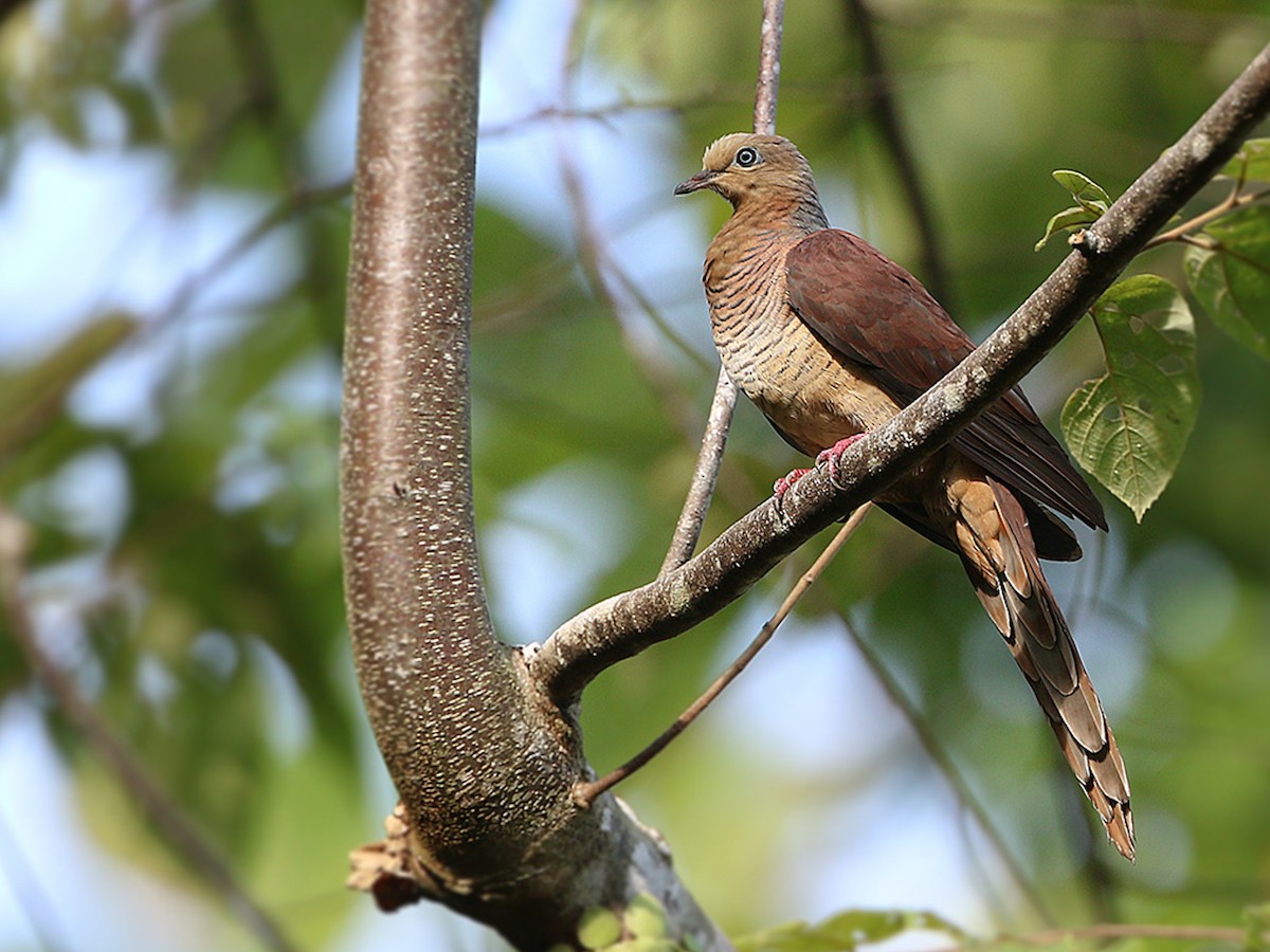 Sultan's Cuckoo-Dove - Macropygia doreya - Birds of the World
