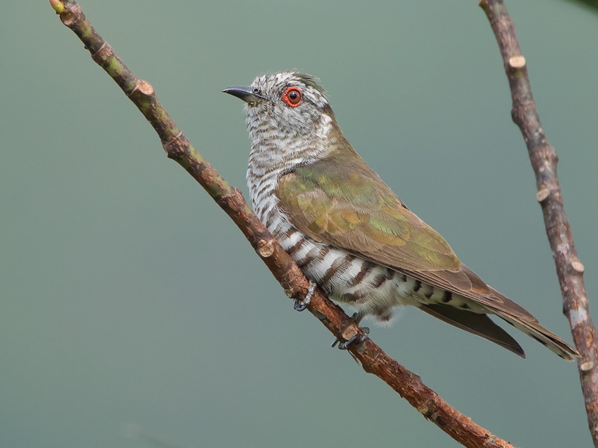 Little Bronze-Cuckoo - Chrysococcyx minutillus - Birds of the World