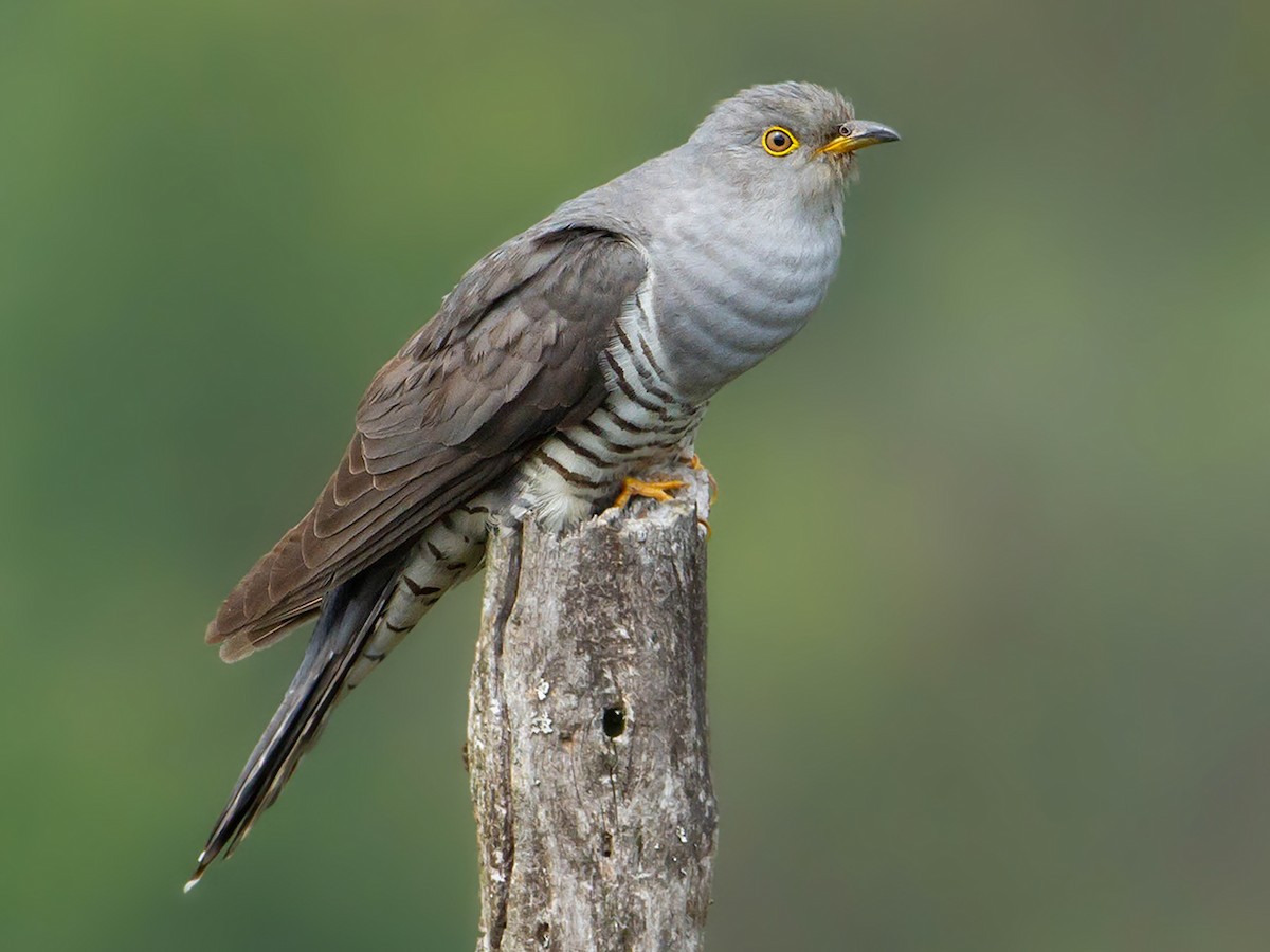 Himalayan Cuckoo - Cuculus saturatus - Birds of the World