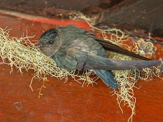 Bornean Swiftlet - Collocalia dodgei - Birds of the World