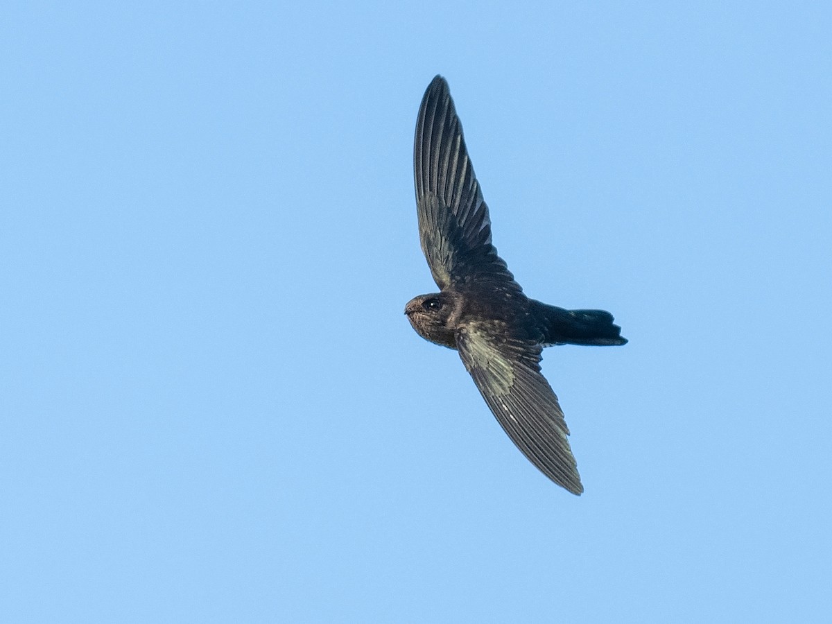 Cave Swiftlet - Collocalia linchi - Birds of the World