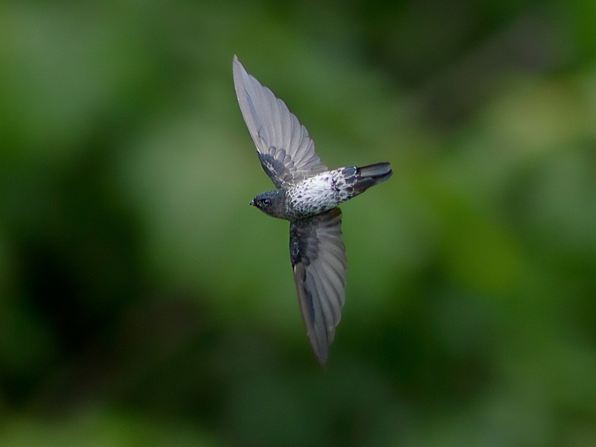 Plume-toed Swiftlet - Collocalia affinis - Birds of the World