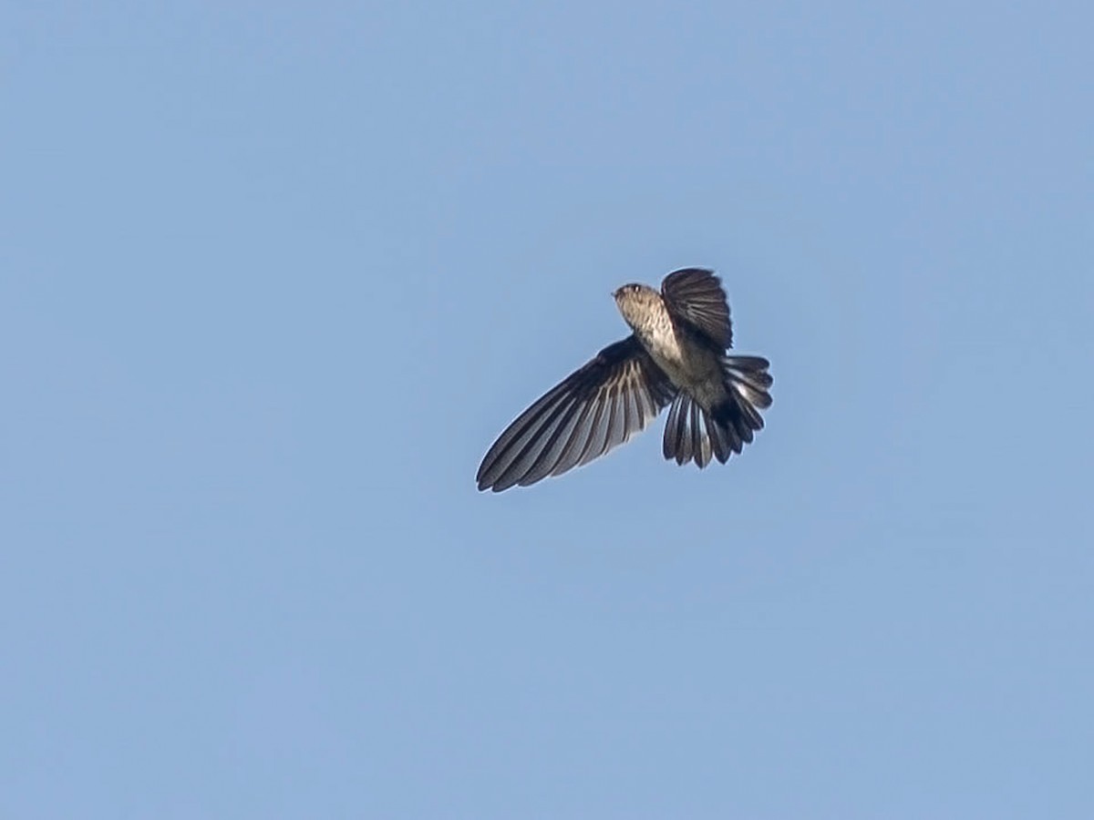 Tenggara Swiftlet - Collocalia sumbawae - Birds of the World