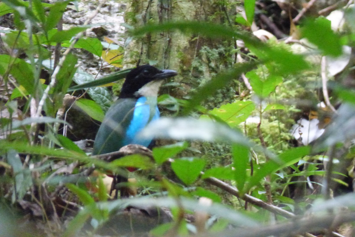 Azure-breasted Pitta - Pitta steerii - Birds of the World