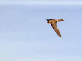 Uniform Swiftlet - Aerodramus vanikorensis - Birds of the World