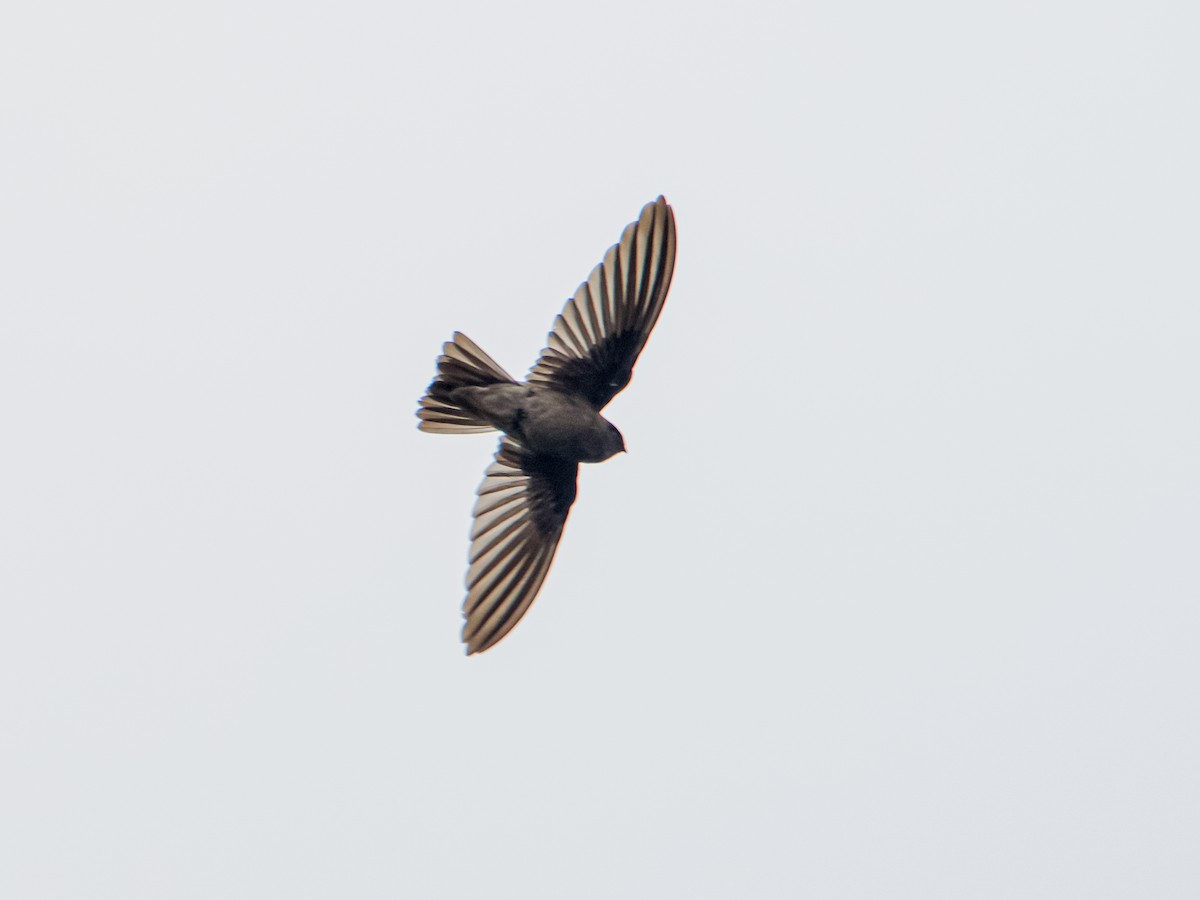 Tahiti Swiftlet - Aerodramus leucophaeus - Birds of the World