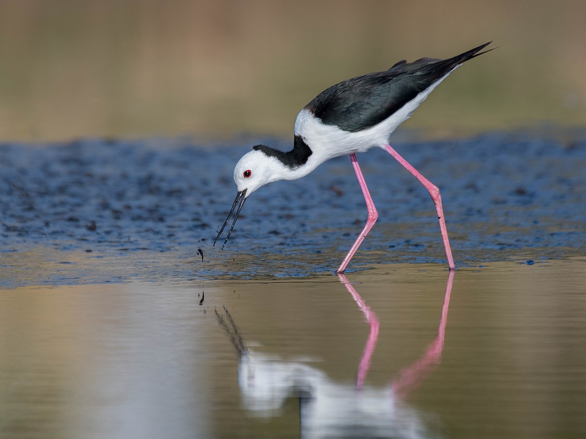 Pied Stilt - Himantopus leucocephalus - Birds of the World