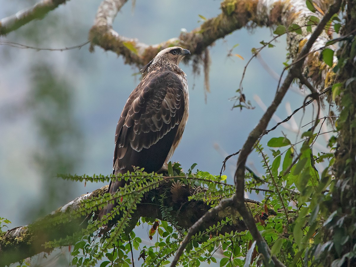 Mountain Hawk-Eagle - Nisaetus nipalensis - Birds of the World