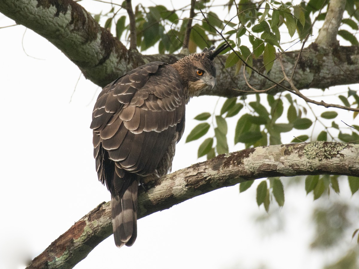 Legge's Hawk-Eagle - Nisaetus kelaarti - Birds of the World