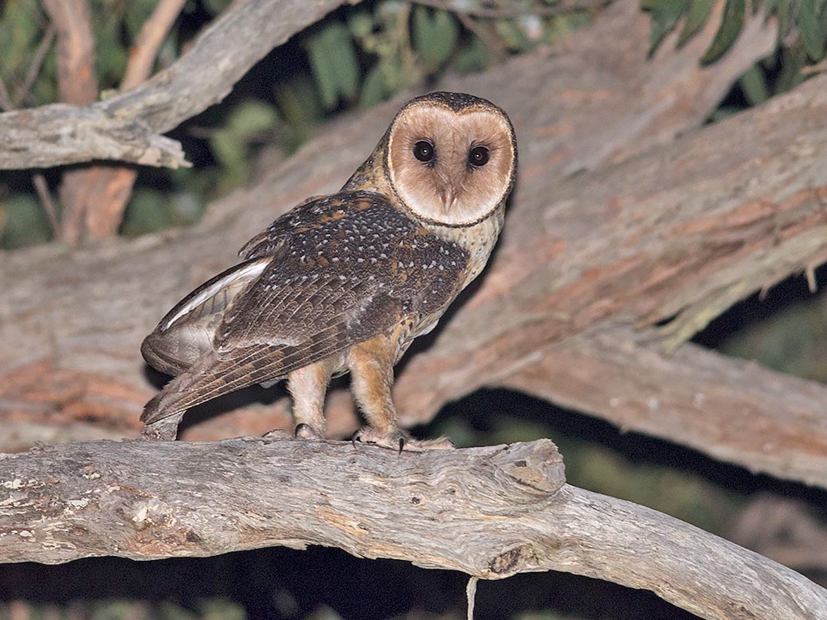 Australian Masked-Owl - Tyto novaehollandiae - Birds of the World
