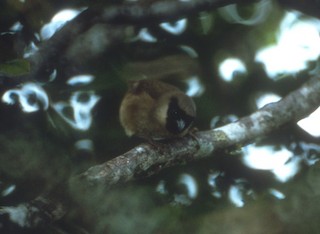 Poo-uli - Melamprosops phaeosoma - Birds of the World