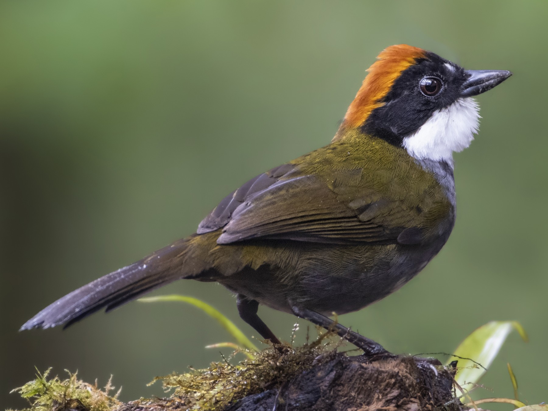 Chestnut-capped Brushfinch - eBird