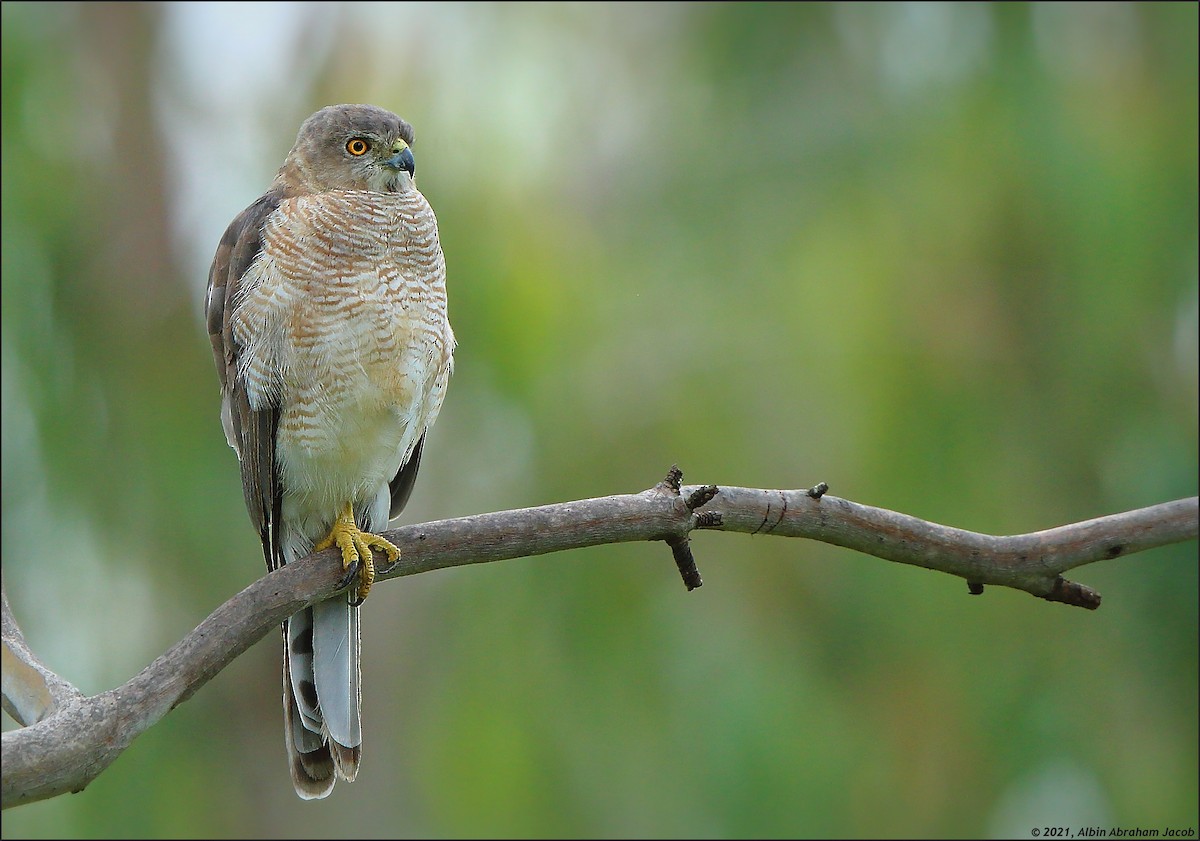 Shikra - Accipiter badius - Media Search - Macaulay Library and eBird