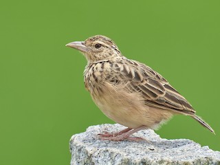 Jerdon's Bushlark - Plocealauda affinis - Birds of the World
