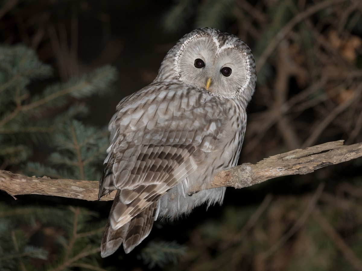 Ural Owl - Strix uralensis - Birds of the World