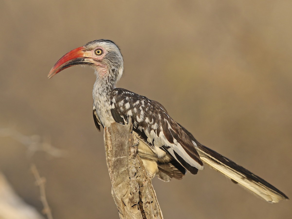 Southern Red-billed Hornbill - Tockus rufirostris - Birds of the World