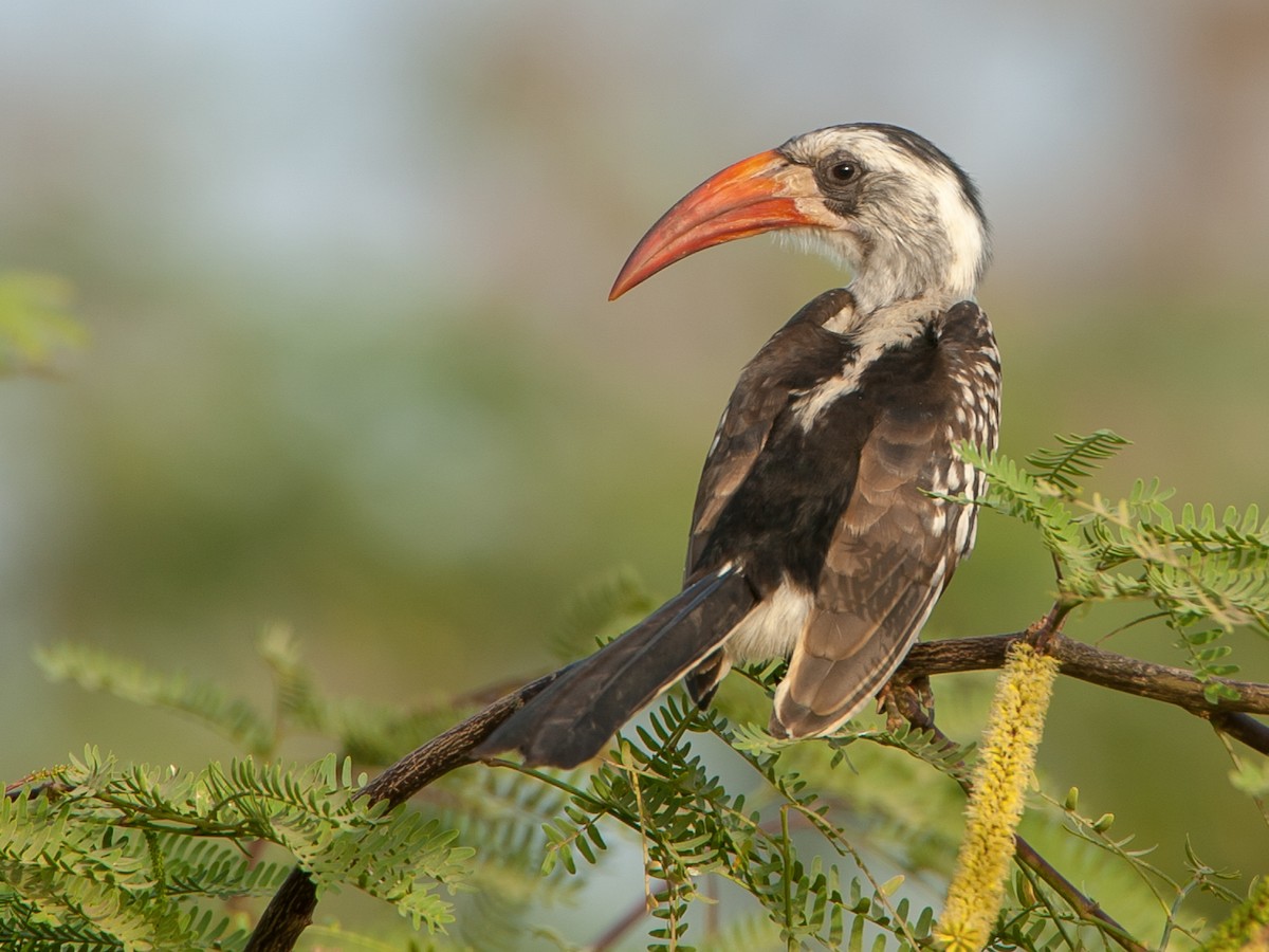 Western Red-billed Hornbill - Tockus kempi - Birds of the World
