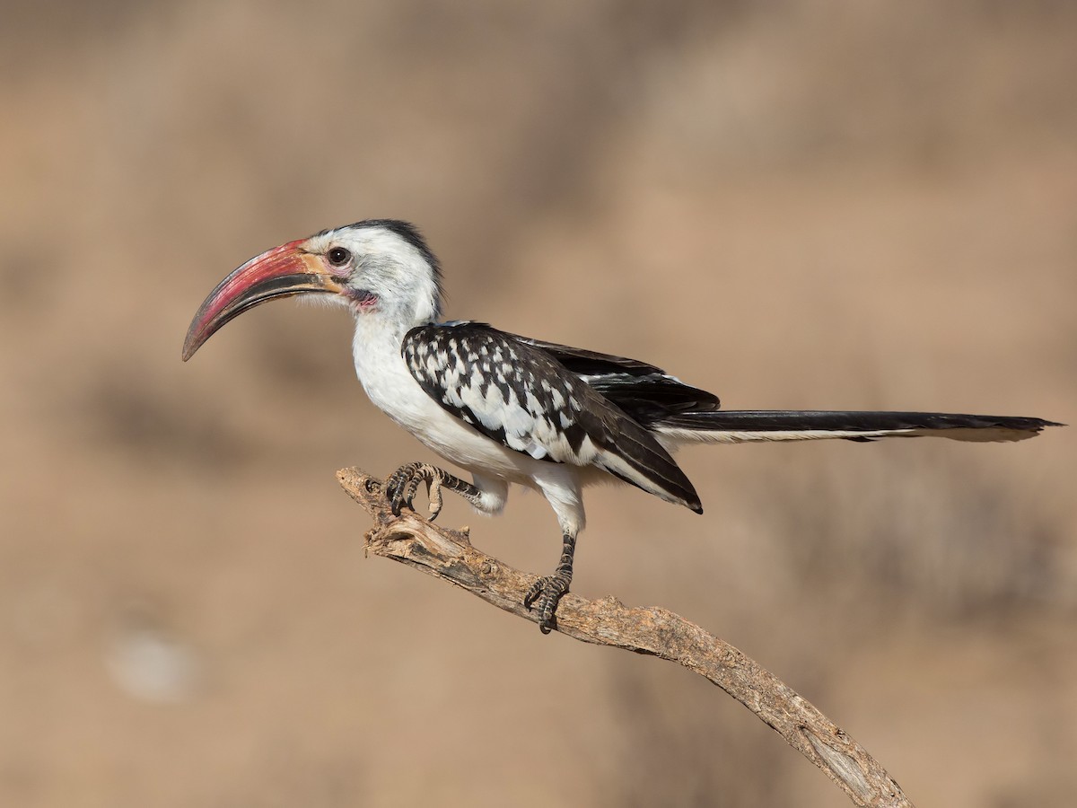 Red Billed Hornbill Flying