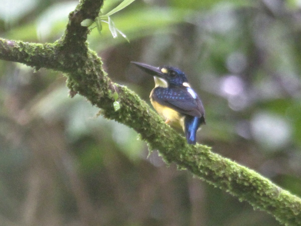 North Solomons Dwarf-Kingfisher - Ceyx meeki - Birds of the World
