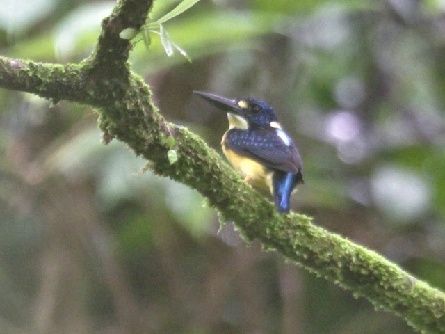 Photos - North Solomons Dwarf-Kingfisher - Ceyx meeki - Birds of the World