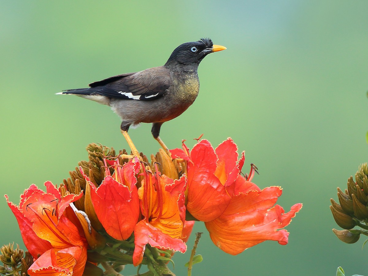 Jungle Myna - Acridotheres fuscus - Birds of the World