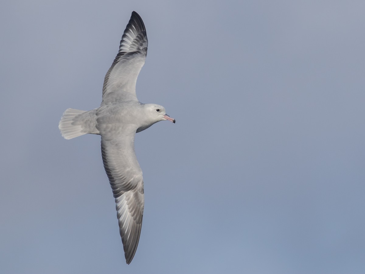 Southern Fulmar - Fulmarus glacialoides - Birds of the World