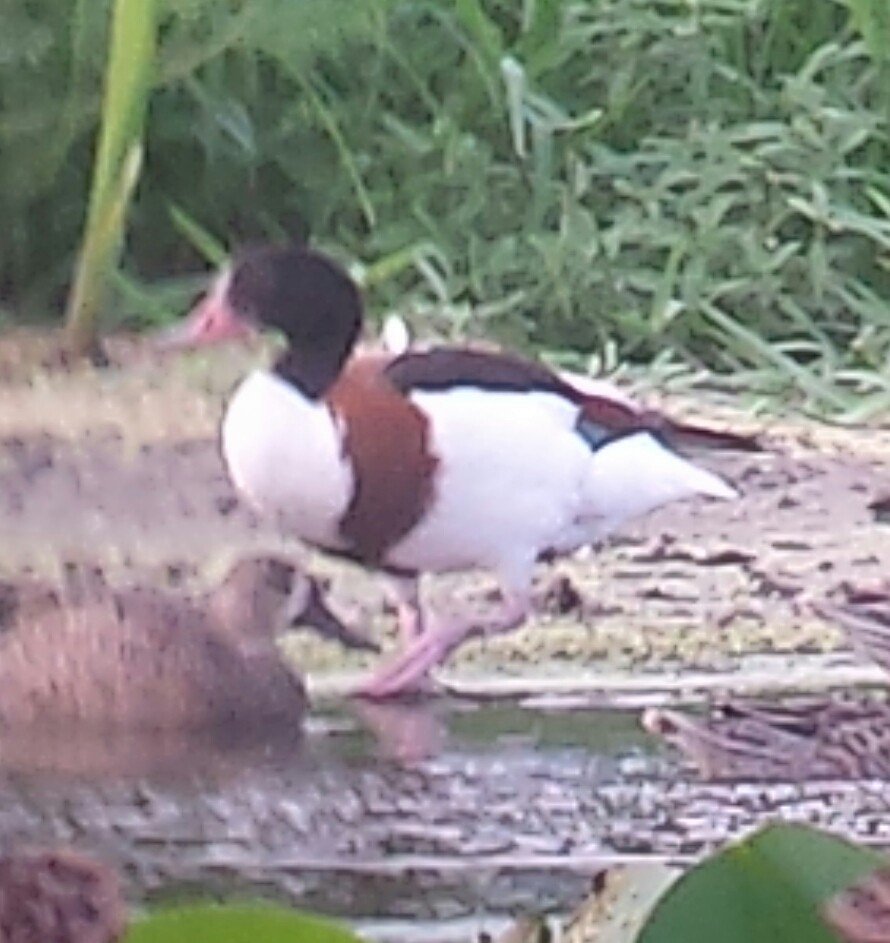 eBird Checklist - 4 Oct 2016 - Harris Neck NWR (please consider using more specific locations ...