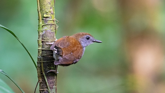 Photos - Xingu Scale-backed Antbird - Willisornis vidua - Birds of the ...