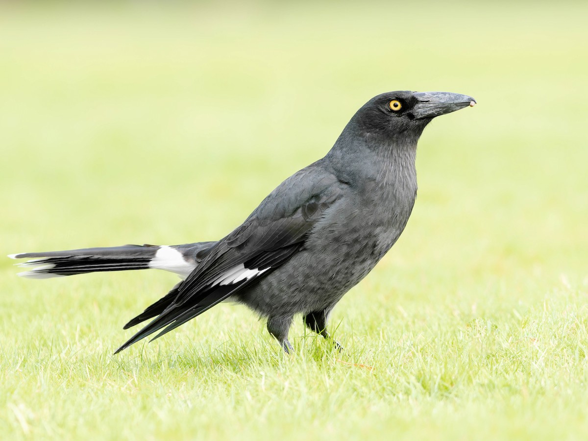 Pied Currawong - Strepera graculina - Birds of the World