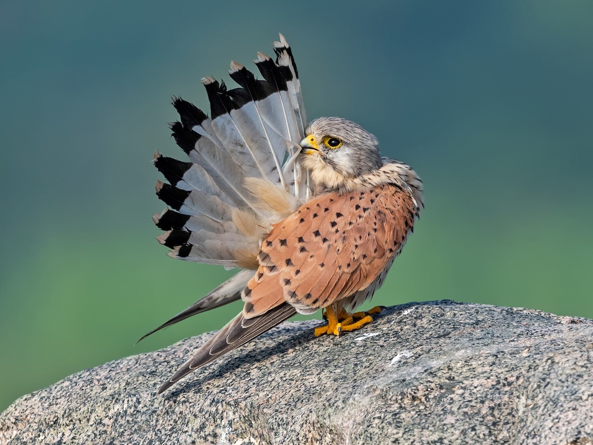 Eurasian Kestrel - Falco tinnunculus - Birds of the World