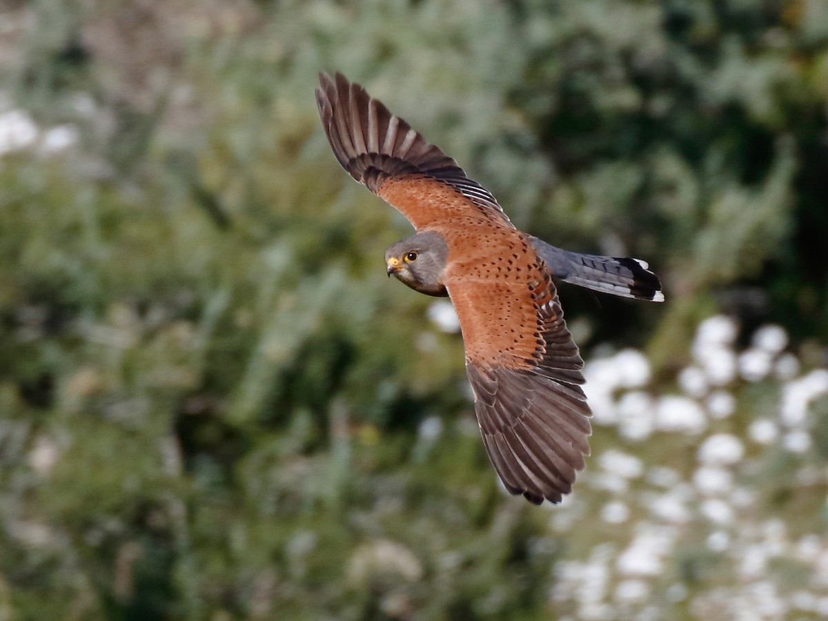 Rock Kestrel - Falco rupicolus - Birds of the World