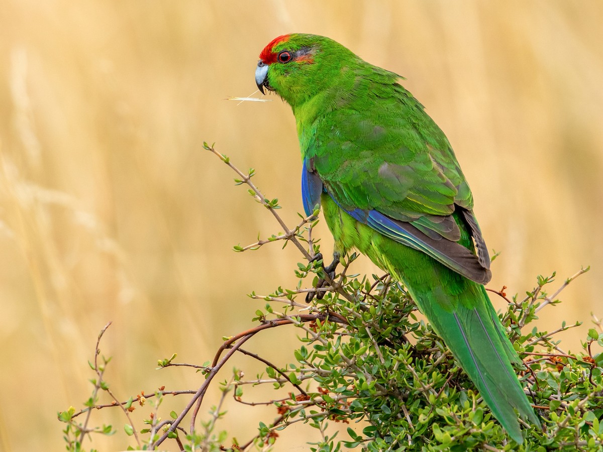 Red-crowned Parakeet - Cyanoramphus novaezelandiae - Birds of the World