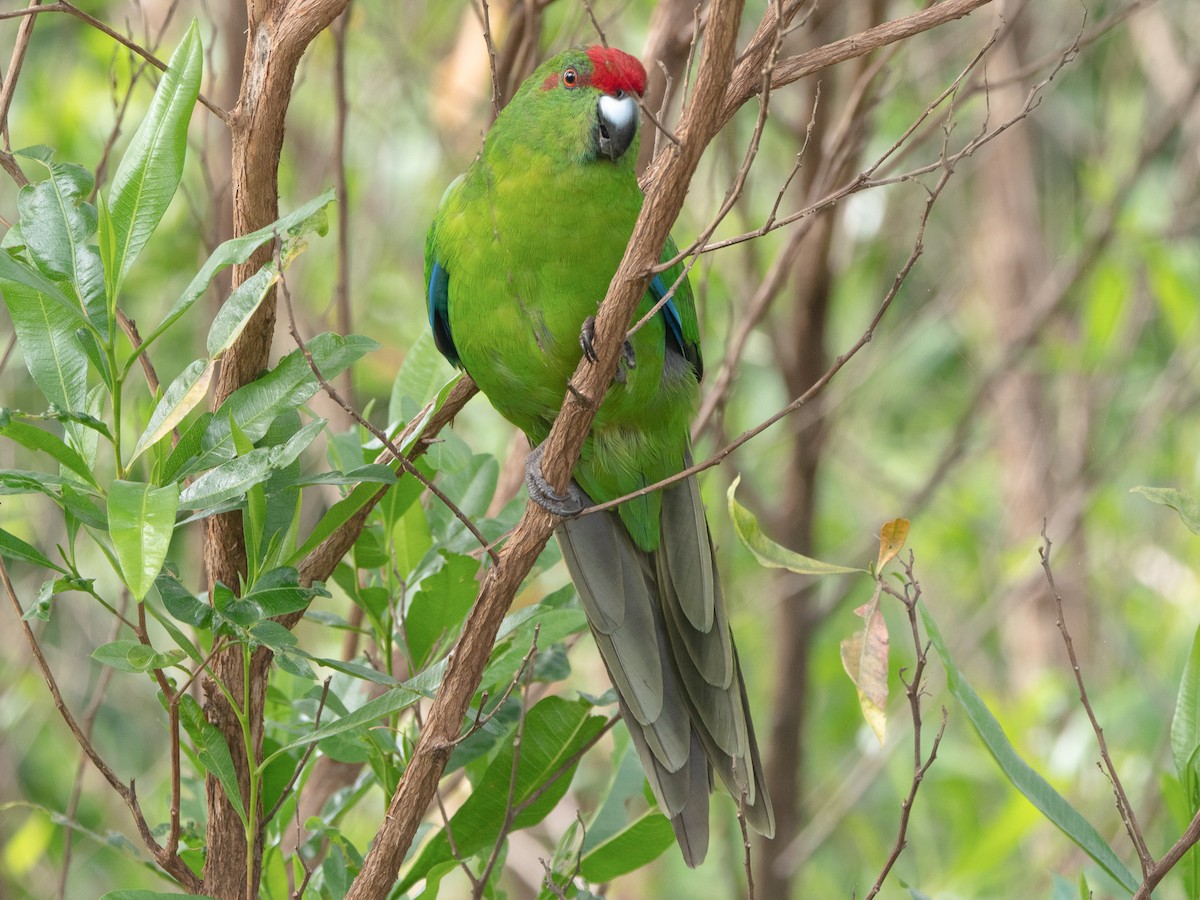 Norfolk Island Parakeet - Cyanoramphus cookii - Birds of the World