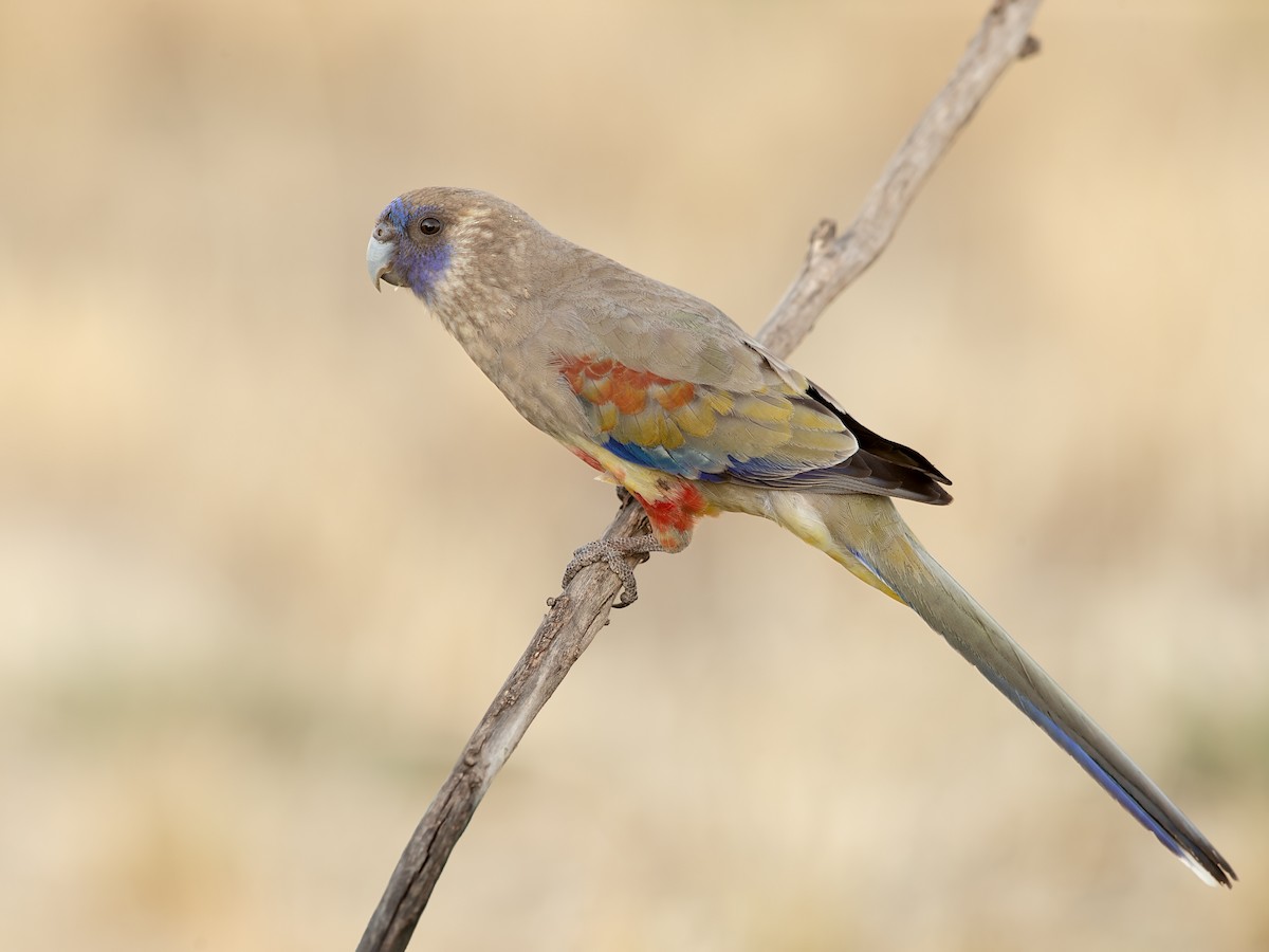 Greater Bluebonnet - Northiella haematogaster - Birds of the World