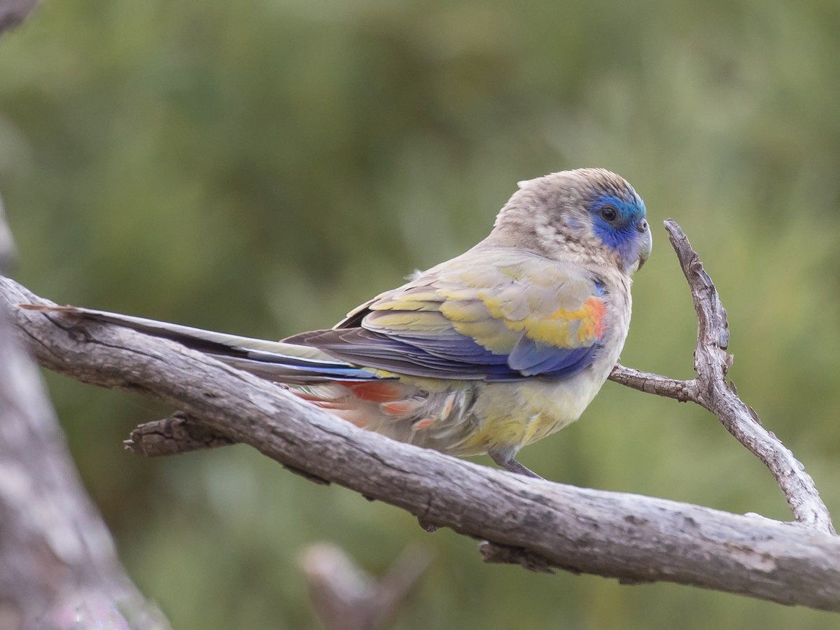 Naretha Bluebonnet - Northiella narethae - Birds of the World