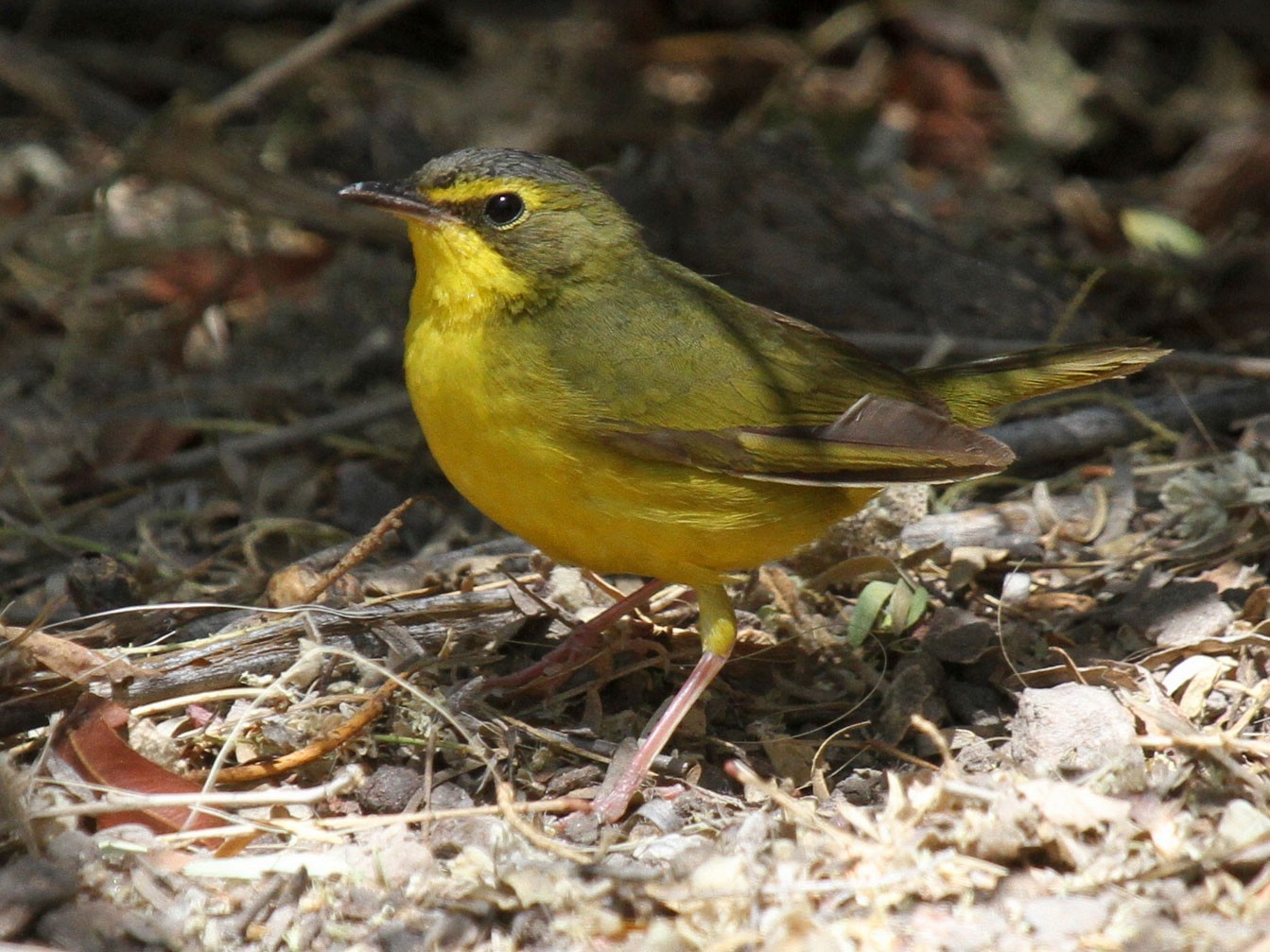 Kentucky Warbler - eBird