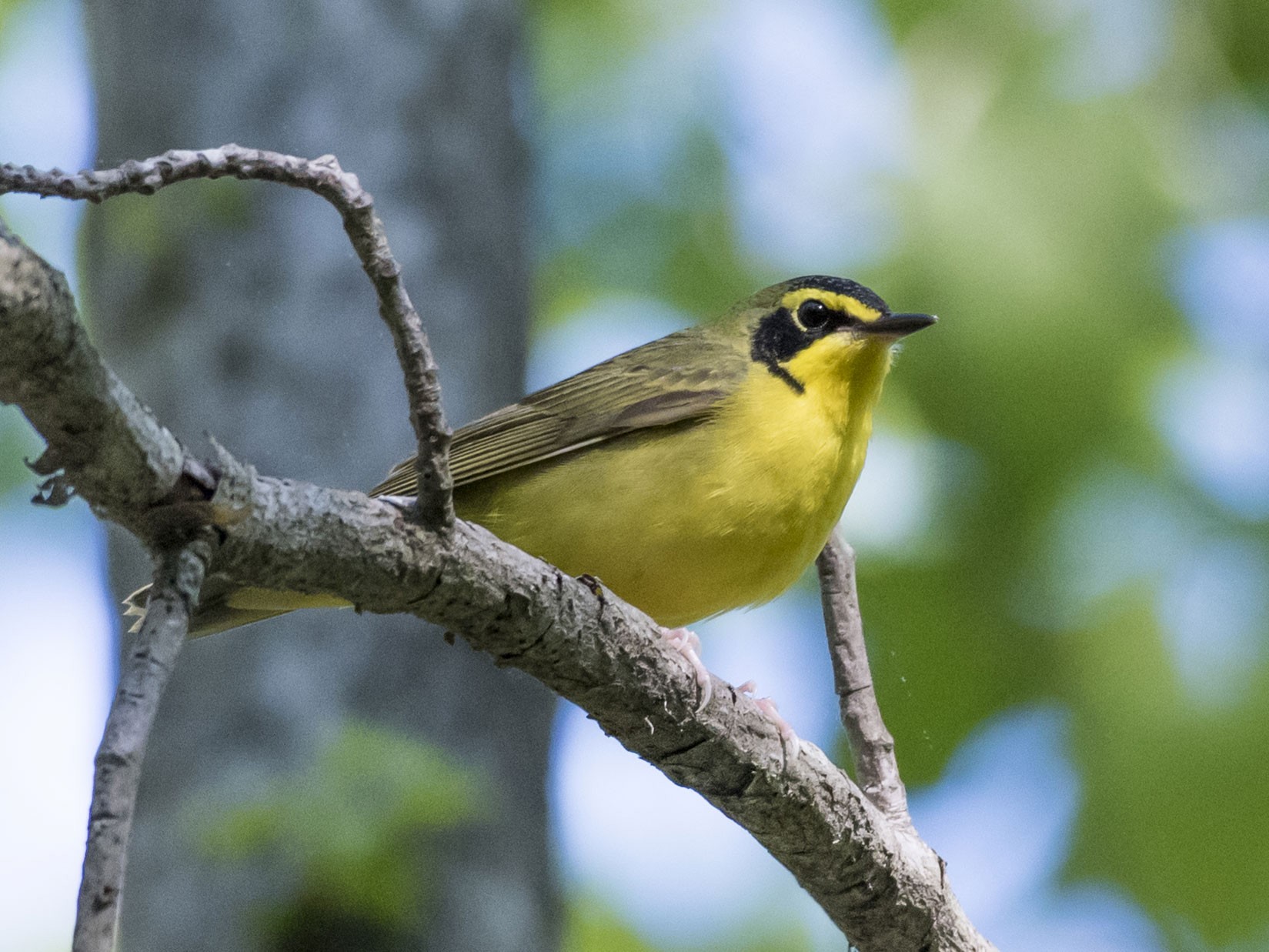 Kentucky Warbler - eBird
