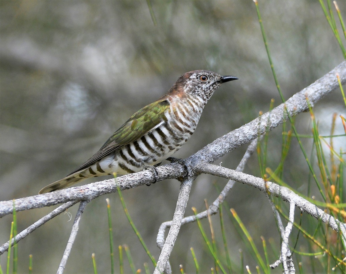 Shining Bronze-Cuckoo - Chrysococcyx lucidus - Media Search - Macaulay ...