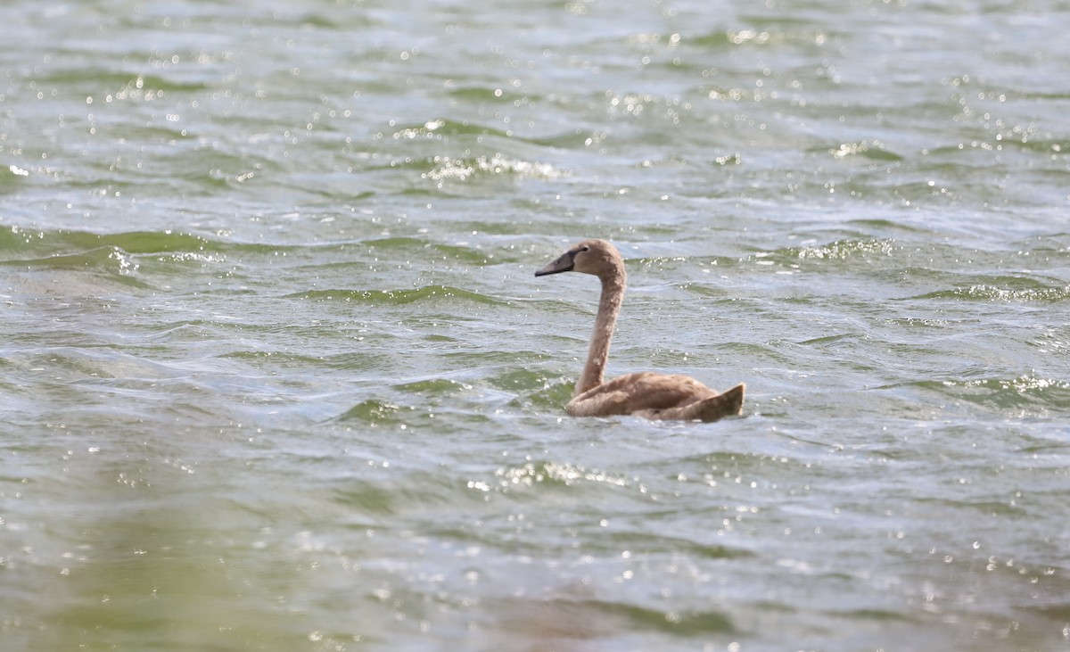 eBird Checklist - 6 Sep 2021 - Râul Valea Vadului - 39 species