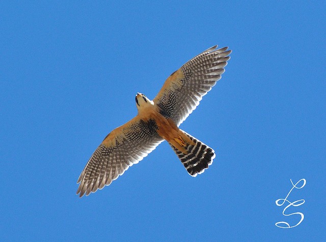 Plumagens, Mudas e Estrutura - Aplomado Falcon - Falco femoralis ...