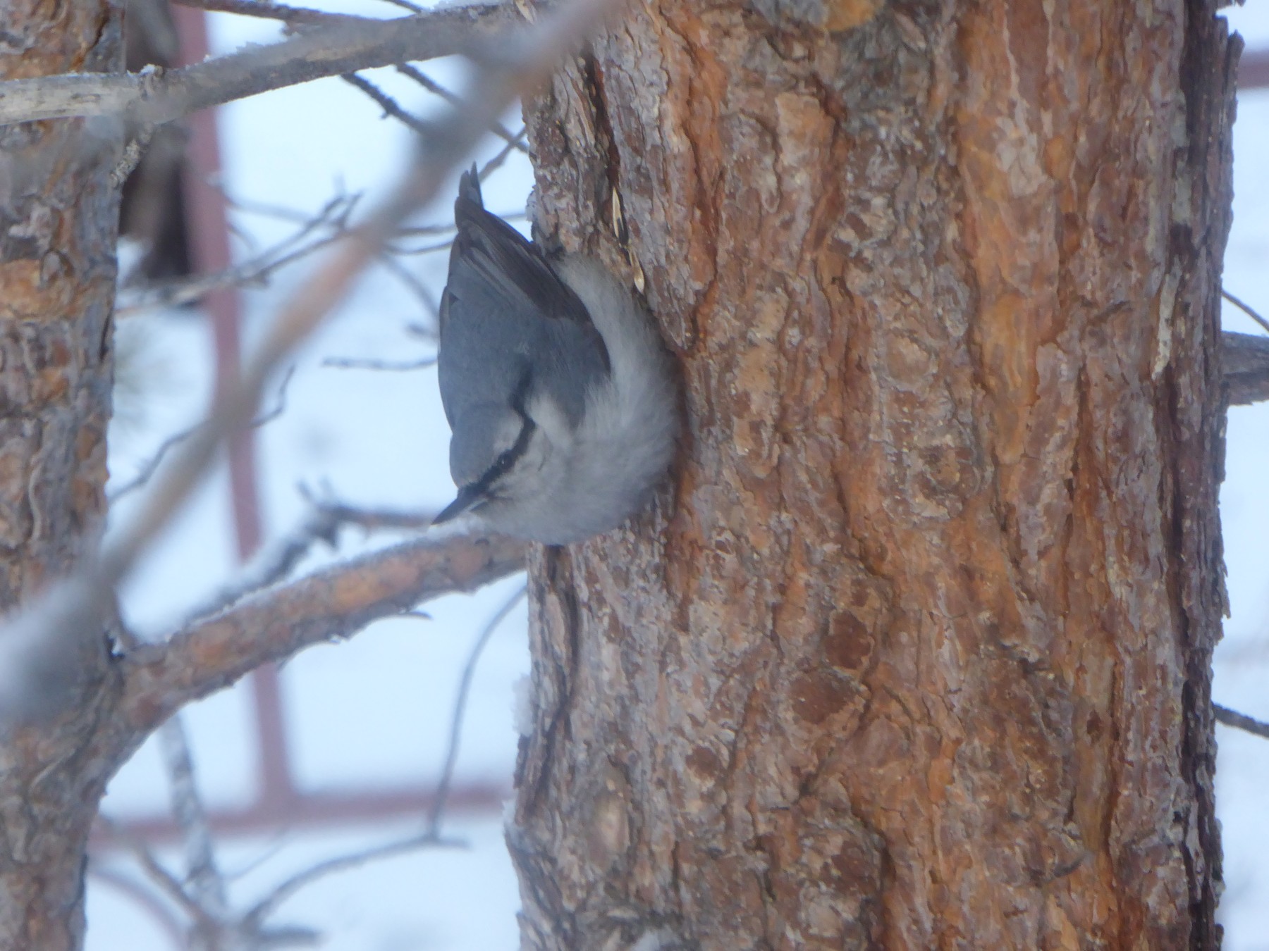Eurasian Nuthatch (Siberian) - eBird