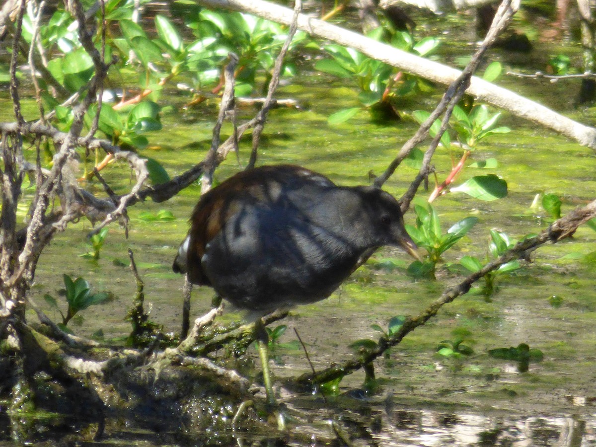eBird Checklist - 5 Oct 2016 - Spring Lake Regional Park - 32 species