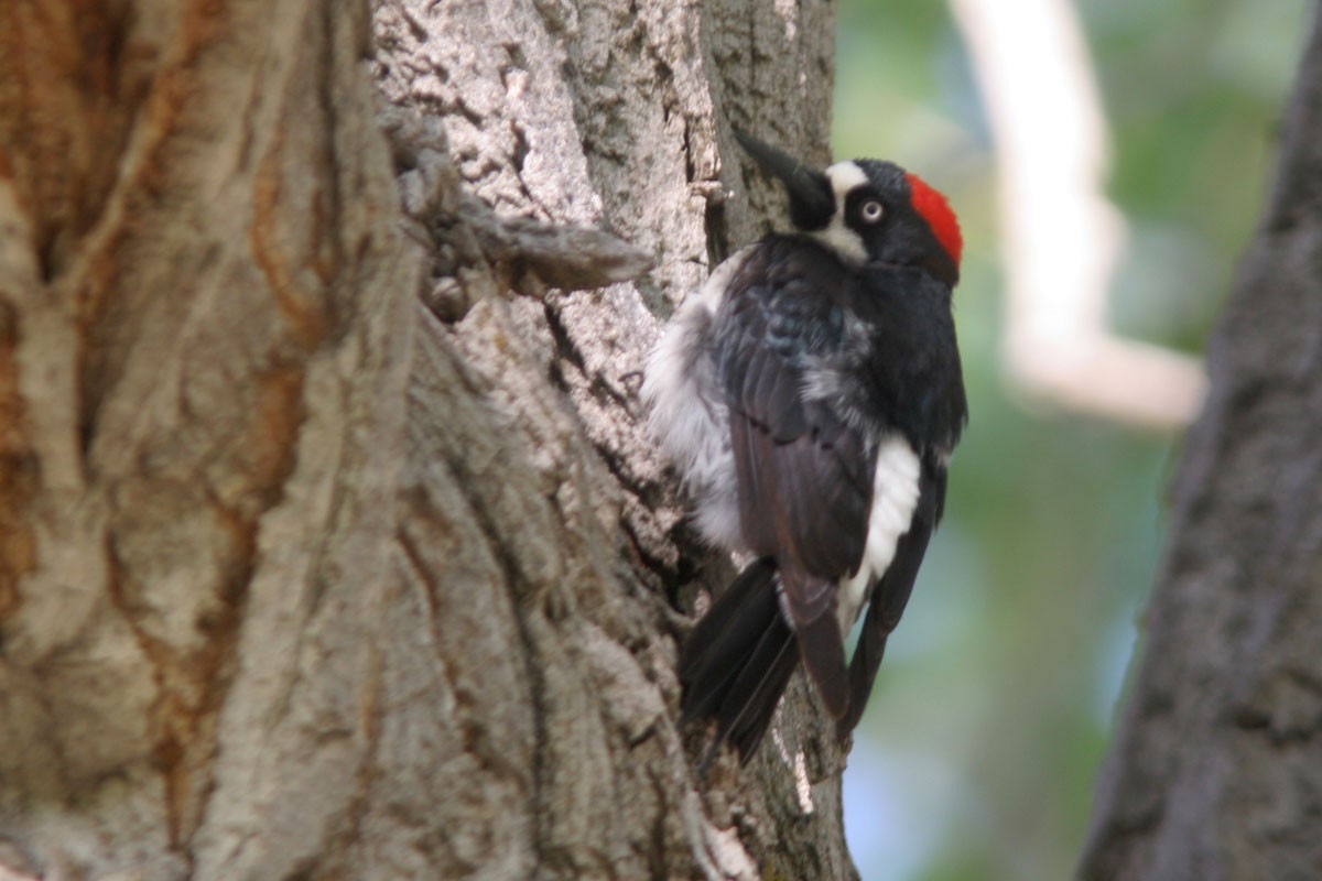 eBird Checklist - 3 Jun 2009 - Malheur NWR--Central Patrol Rd.--Krumbo ...