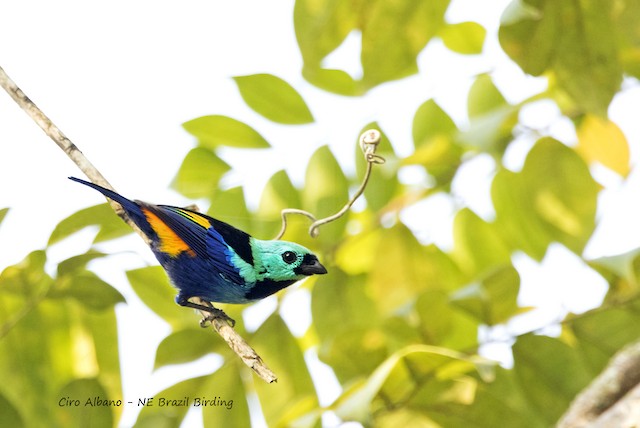 Seven Colored Tanager
