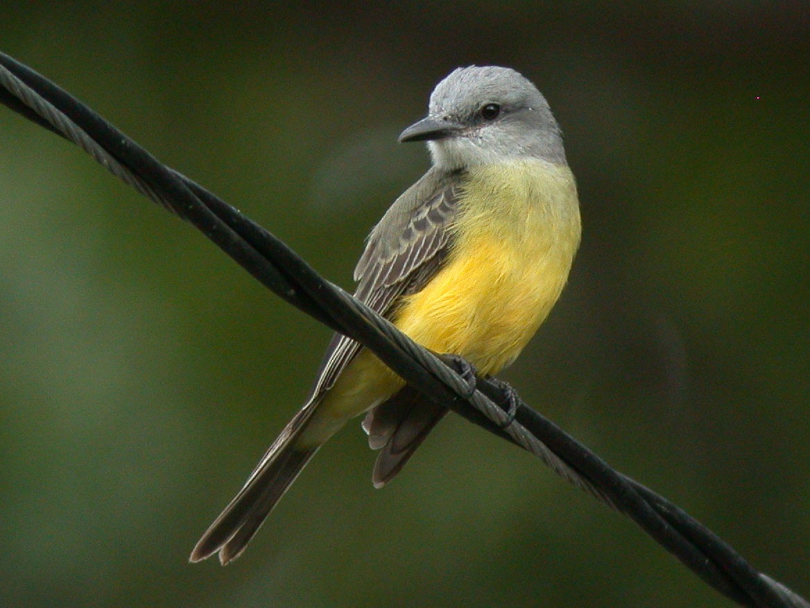 Tropical Kingbird - eBird