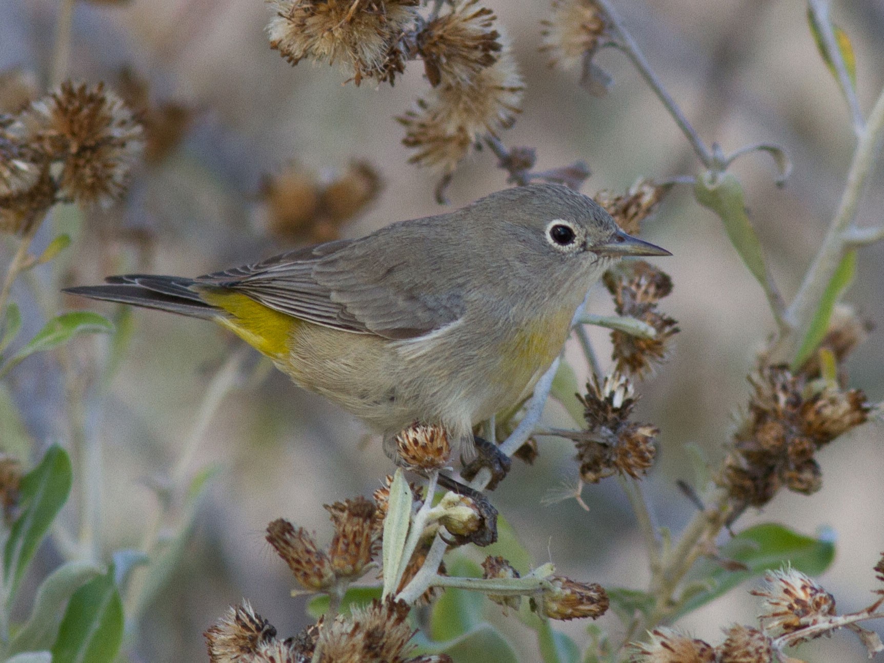 Virginia's Warbler - eBird